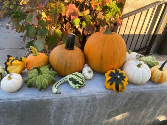 Tech Farm Pumpkins & Gourds | Tech Times